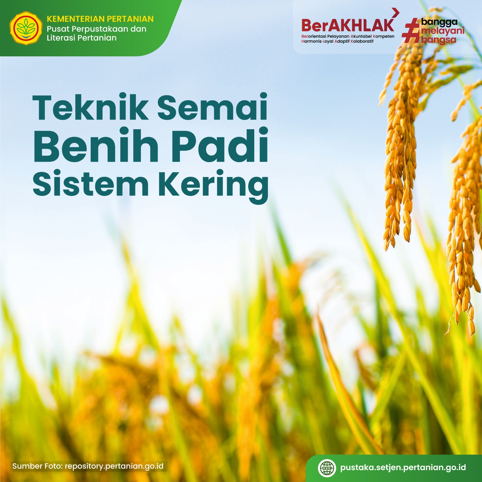 Teknik Semai Benih Padi Sistem Kering