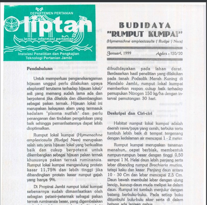 Budidaya Rumput Kumpai