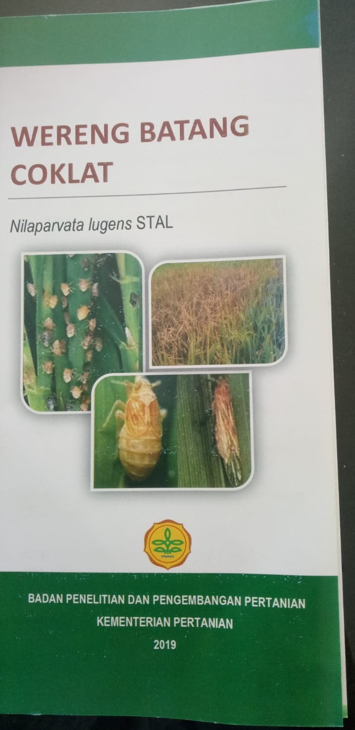 WERENG BATANG COKLAT
