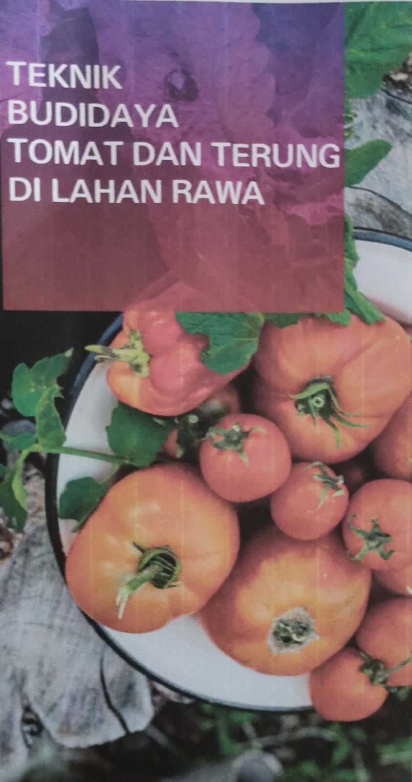 Teknik Budidaya Tomat dan Terung di Lahan Rawa