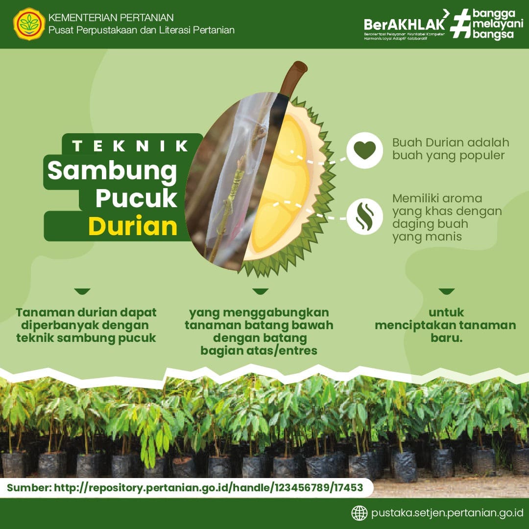 Sambung Pucuk durian