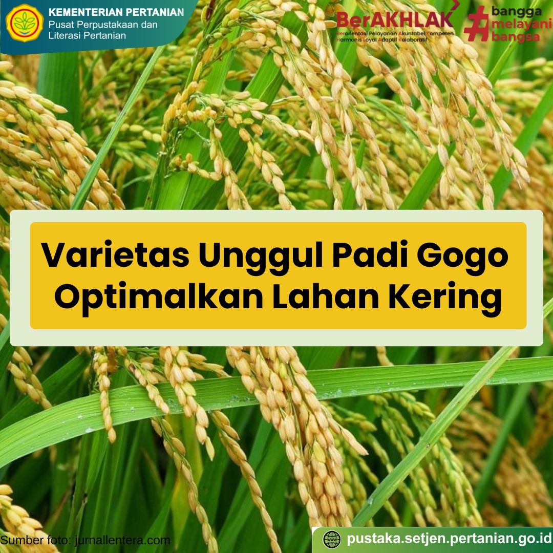 Varietas Unggul Padi Gogo Optimalkan Lahan Kering