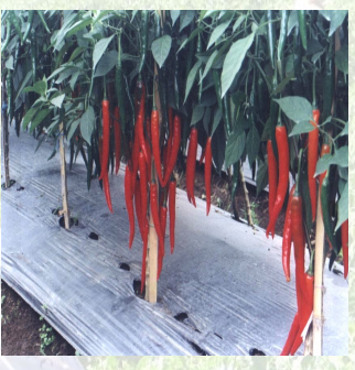 BUDIDAYA CABAI BESAR