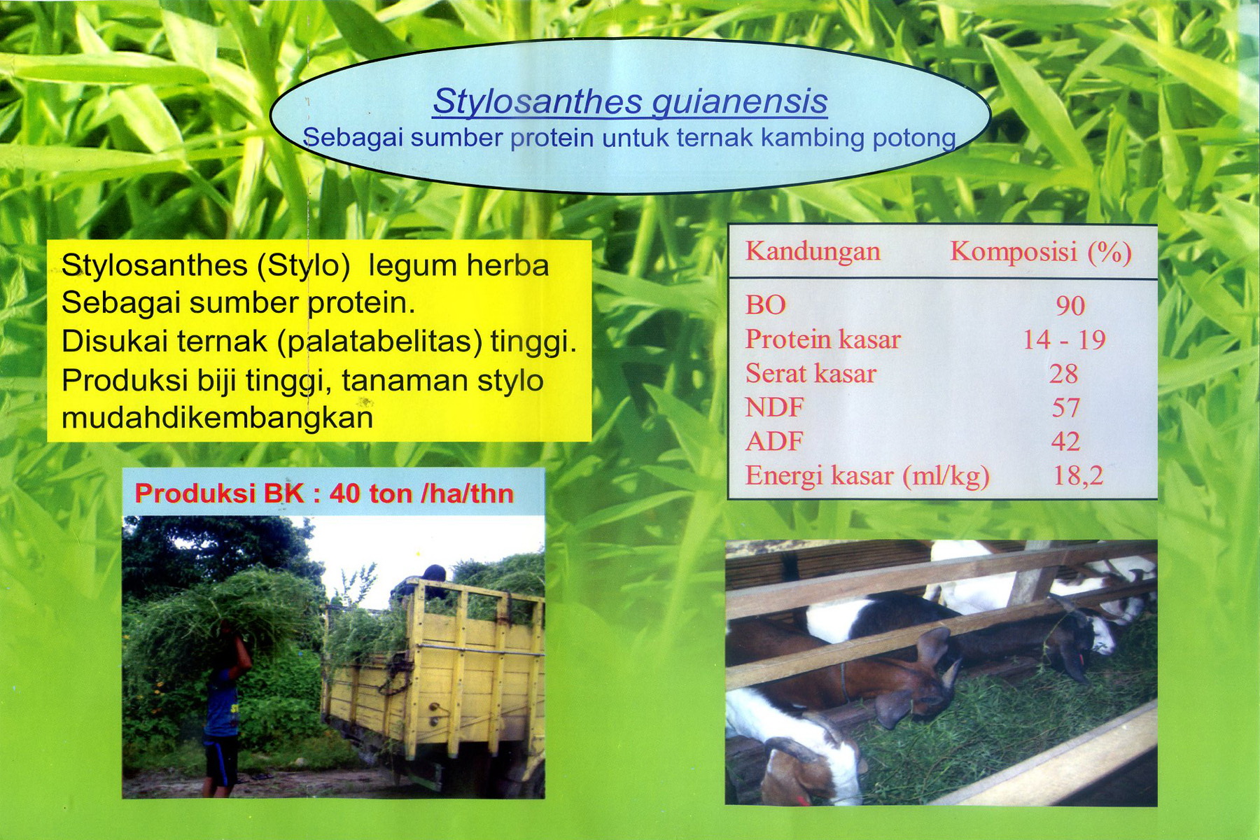 Stylosanthes Guianensis Sebagai Sumber Protein Untuk Ternak Kambing Potong