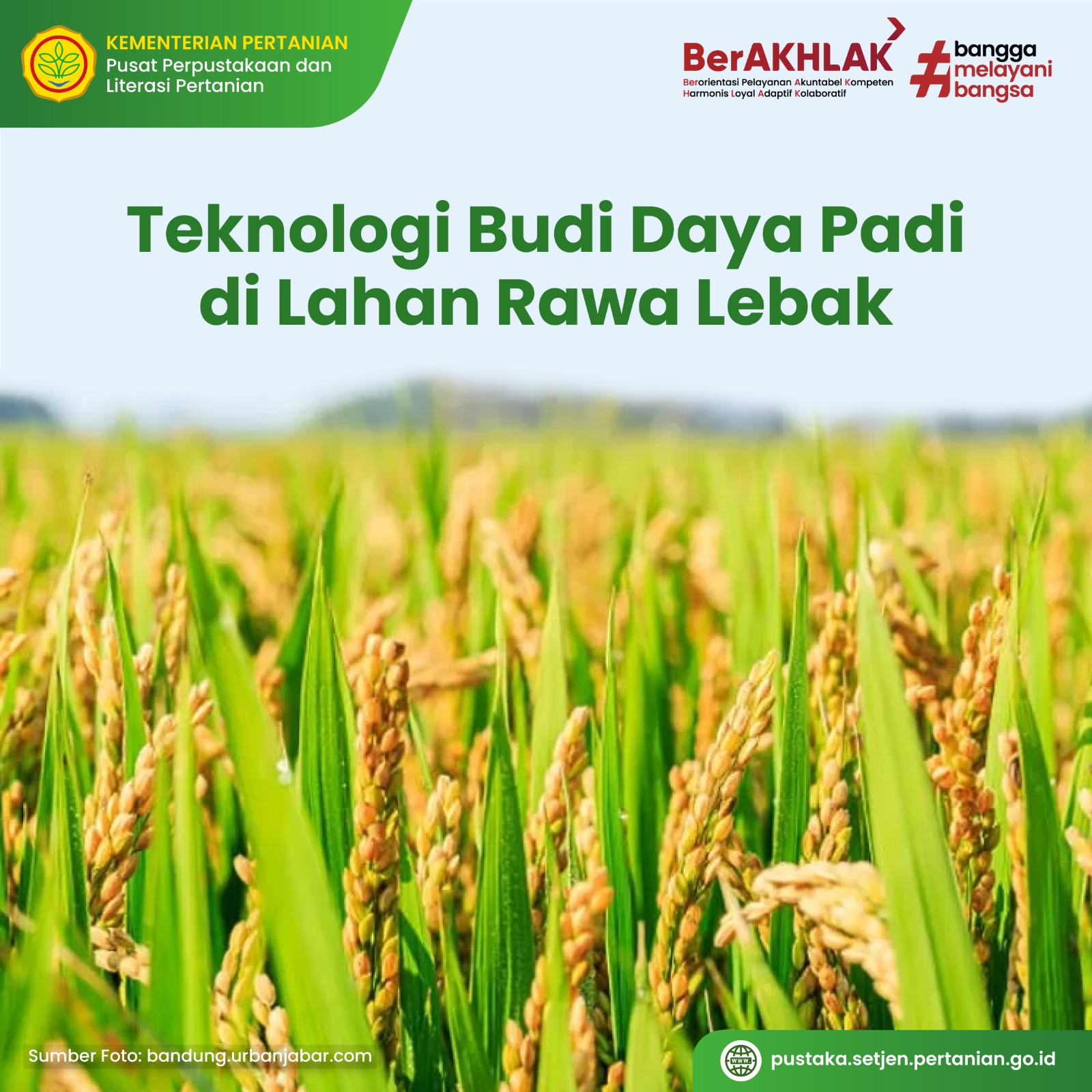 Teknologi Budi Daya Padi di Lahan Rawa Lebak