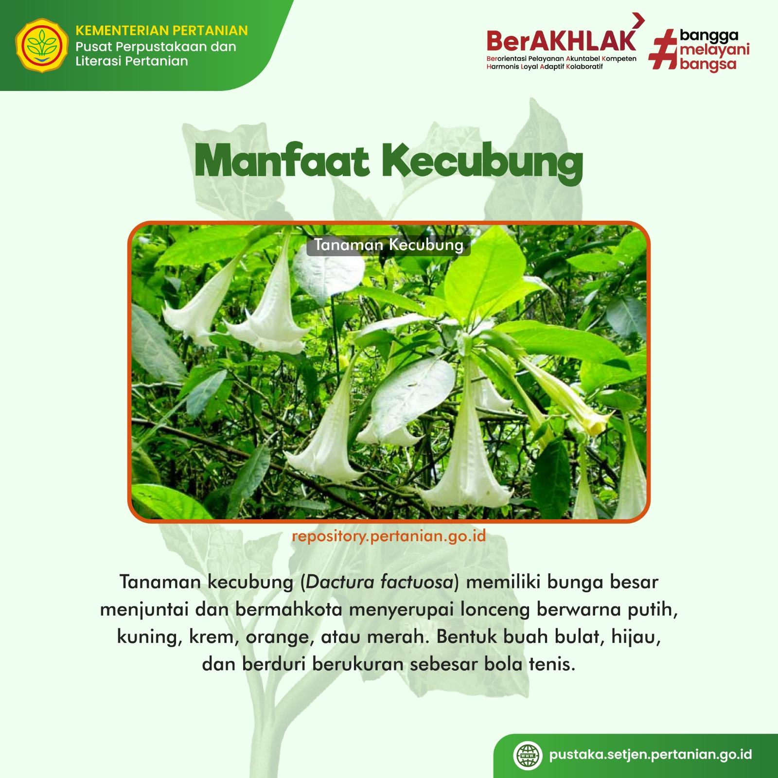 Manfaat Luar Biasa Kecubung